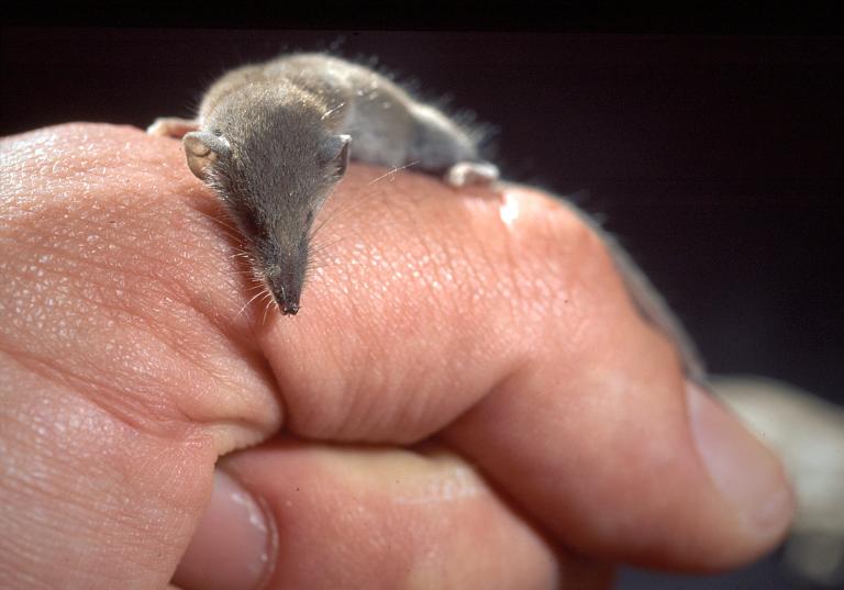 Tiny shrew gives great satisfaction - SWI swissinfo.ch