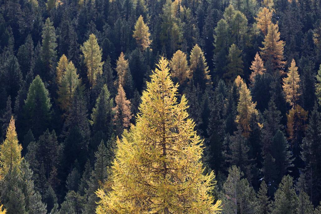 Romansh culture as you’ve never seen or heard it - SWI swissinfo.ch