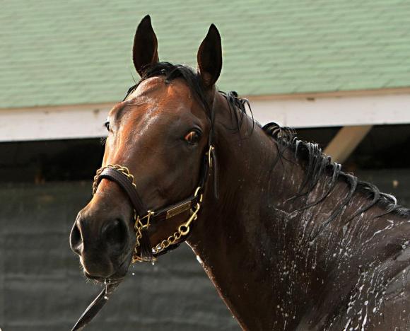 The genetic secrets of Iron Age horses revealed - SWI swissinfo.ch