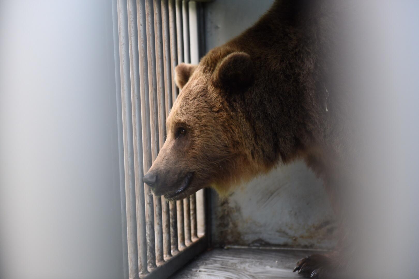 Bern bears return to improved habitat - SWI swissinfo.ch