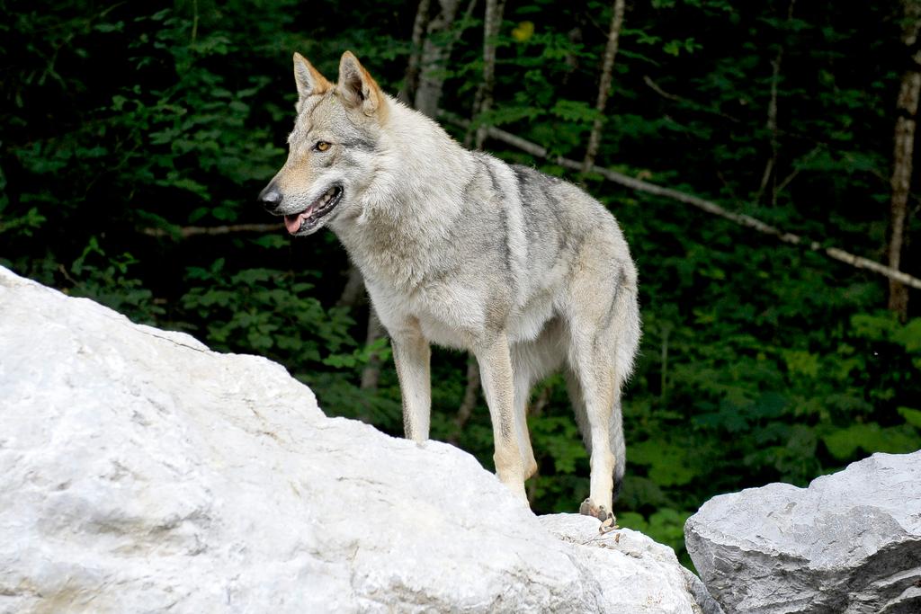 Wolves’ protected status upheld in parliament - SWI swissinfo.ch