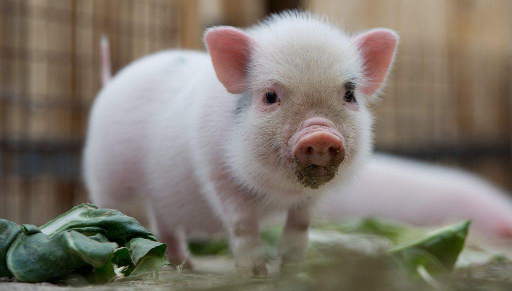 Has Swiss meat consumption peaked? - SWI swissinfo.ch