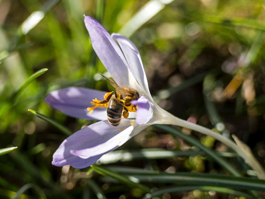 Le api riconoscono i fiori anche dal loro campo elettrico - SWI ...