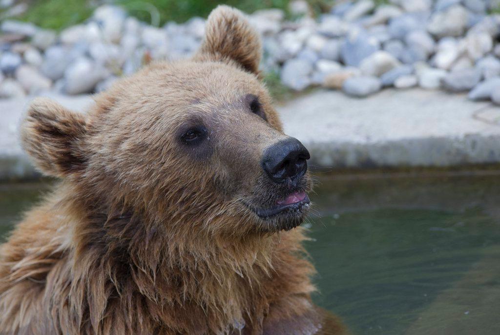 Bernese bear finds love in Bulgaria - SWI swissinfo.ch