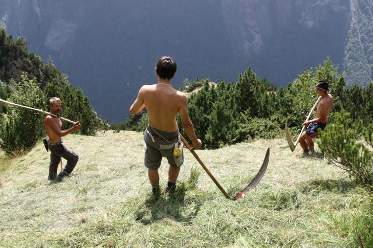 Wild hay expanses named Landscape of the Year - SWI swissinfo.ch