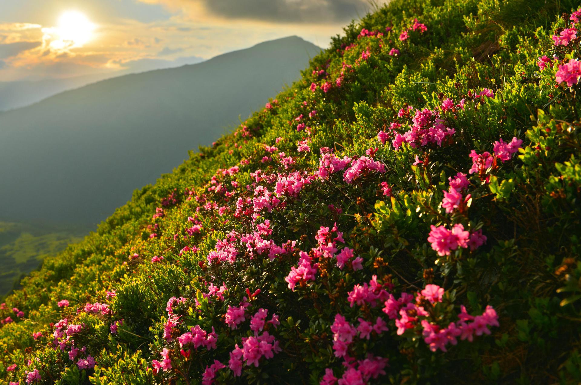 Alpenrose - SWI swissinfo.ch