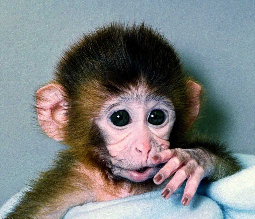 Paralysed monkeys walk again with wireless ‘brain-spine interface ...