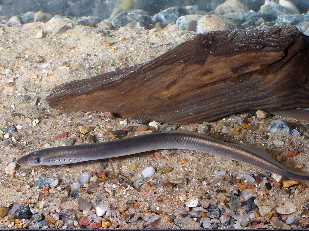 La petite lamproie élue poisson de l'année par les pêcheurs - SWI ...