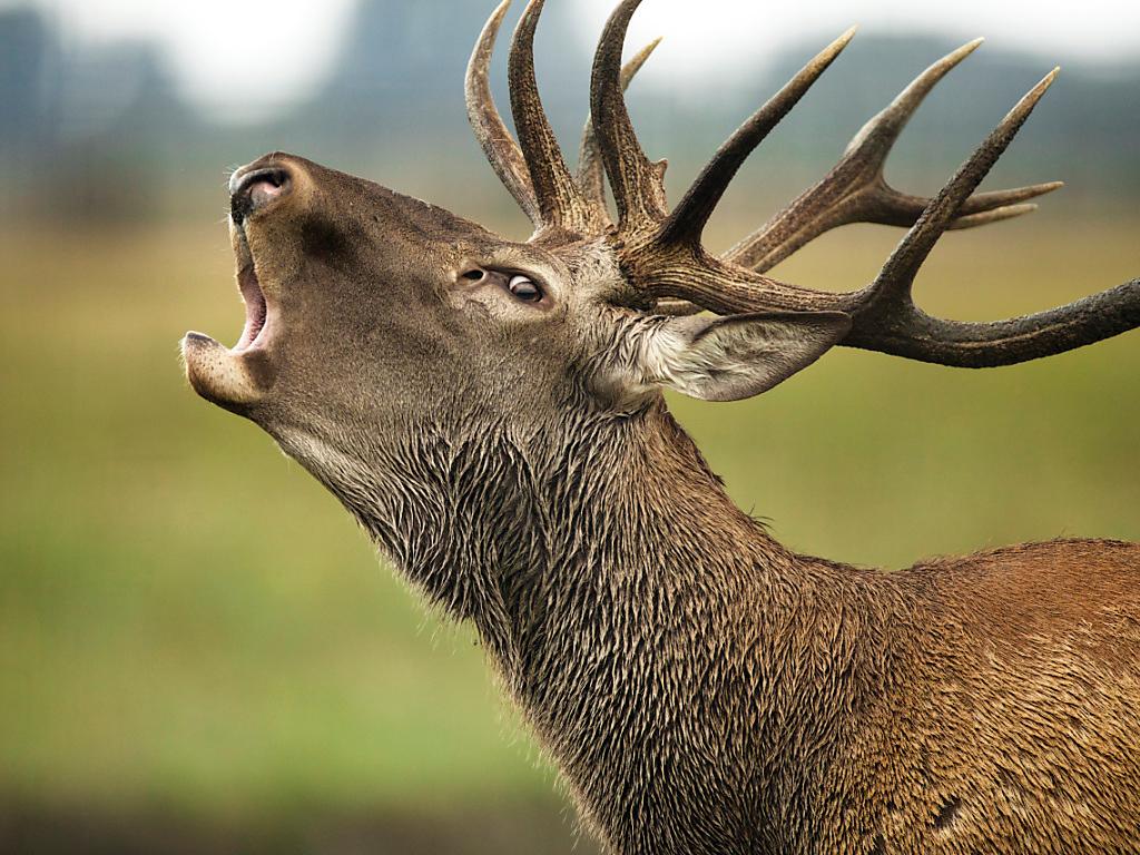 Il cervo animale dell'anno 2017 - SWI swissinfo.ch