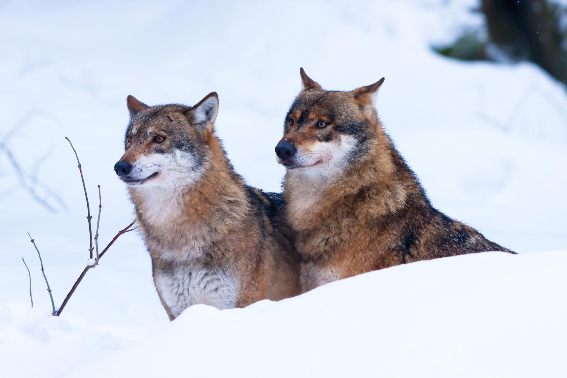 Anti-predator initiative finds strong support - SWI swissinfo.ch