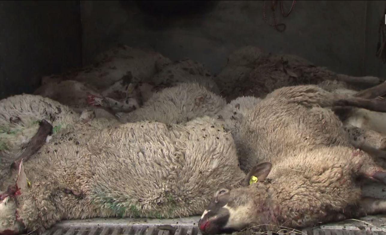 Hunting wolves in the laboratory - SWI swissinfo.ch