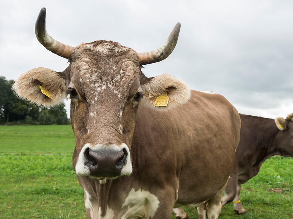 Iniziativa vacche con le corna, governo contrario - SWI swissinfo.ch