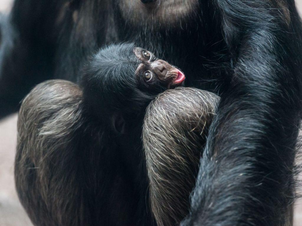 Premier petit pour la femelle chimpazé Fifi du zoo de Bâle - SWI ...