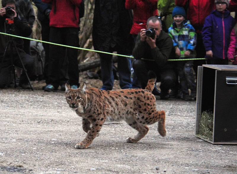 Lynx killed to prevent spread of virus - SWI swissinfo.ch