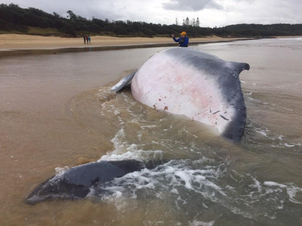 Gestrandeter Buckelwal an australischer Küste eingeschläfert - SWI ...