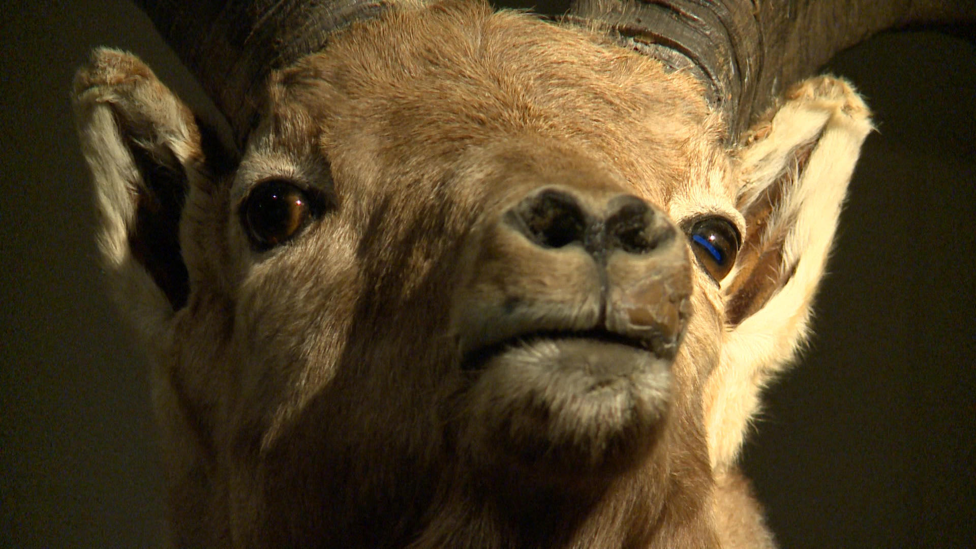 Iconic Swiss animals take centre stage - SWI swissinfo.ch