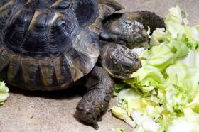 Two-headed turtle(s) turns 20 - SWI swissinfo.ch