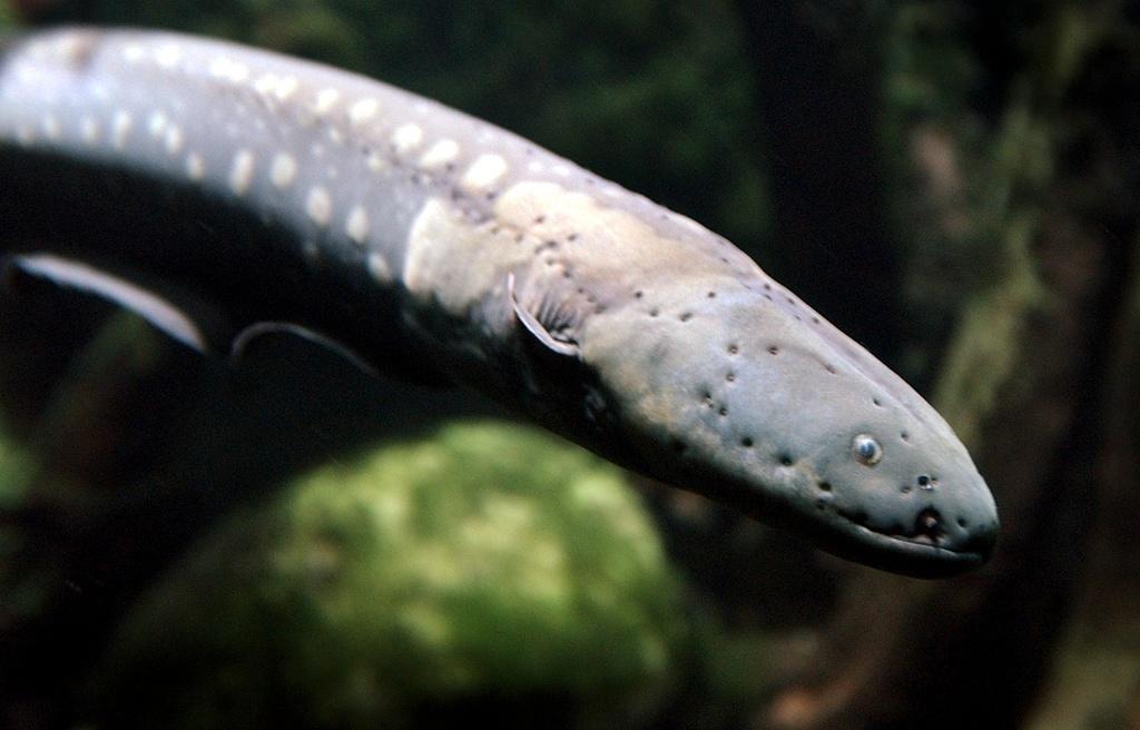 Researchers design a power source modelled on the electric eel - SWI ...