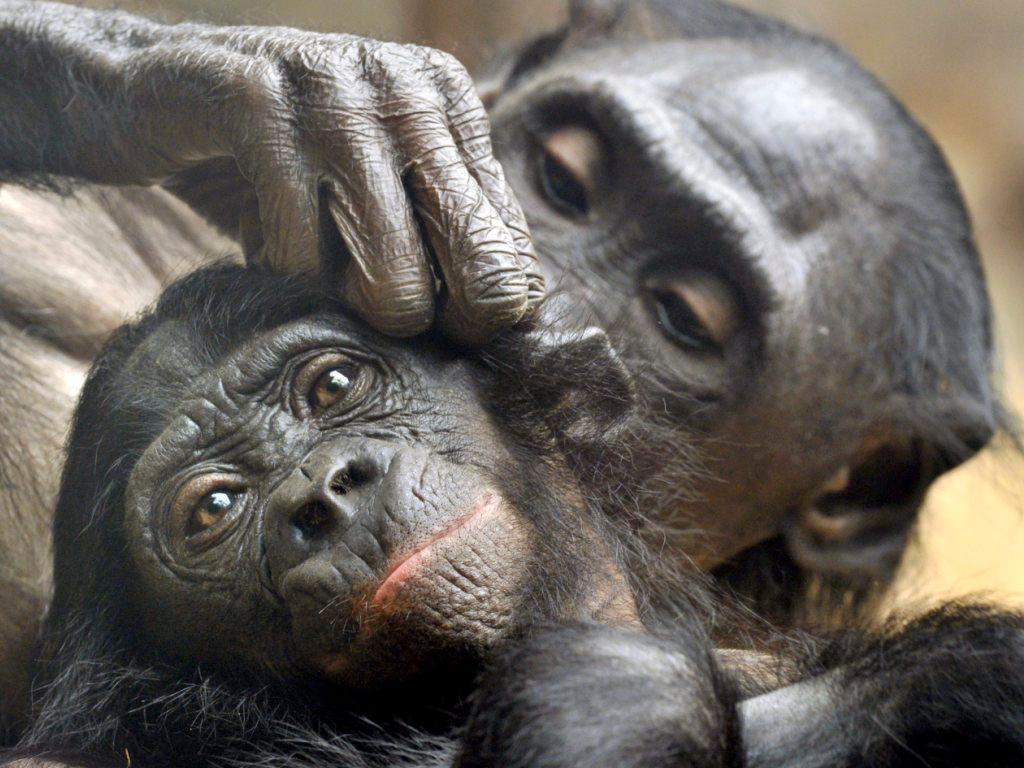 Le bonobo préfère les dominateurs aux doux et gentils - SWI swissinfo.ch