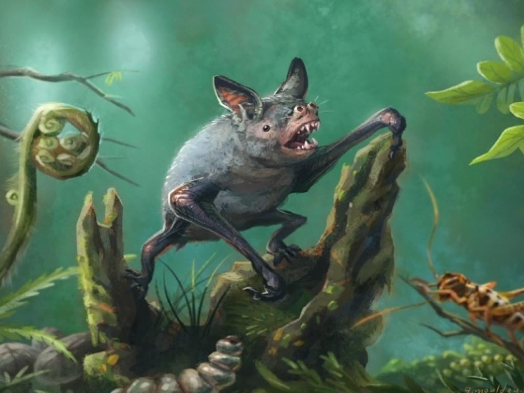 Découverte d'un fossile de chauve-souris géante en Nouvelle-Zélande ...