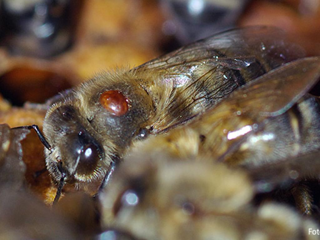 Une percée dans la lutte contre le varroa - SWI swissinfo.ch