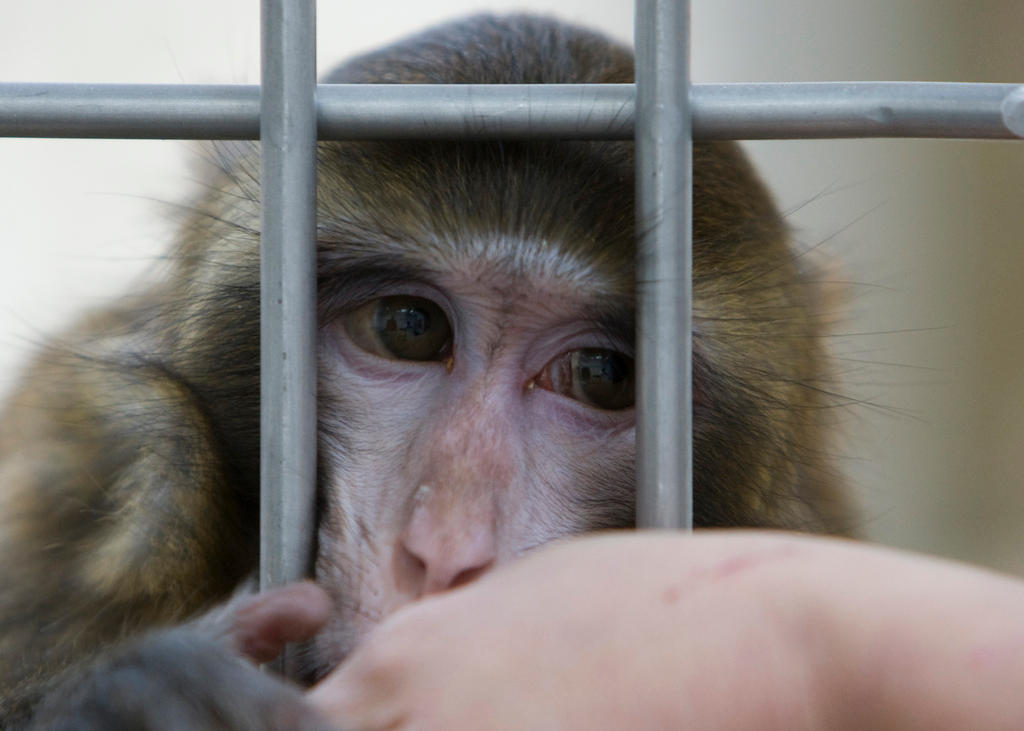 Animal Testing On Monkeys