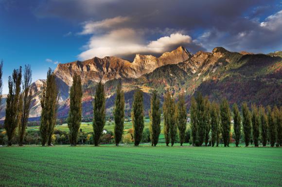 Switzerland’s tallest tree is a 58-metre European silver fir - SWI ...
