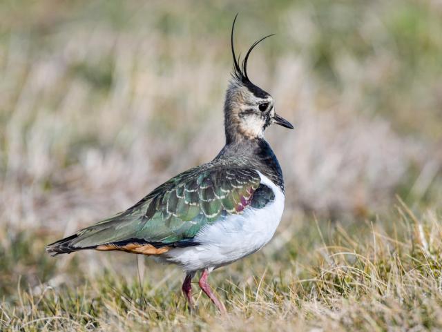 Switzerland National Bird