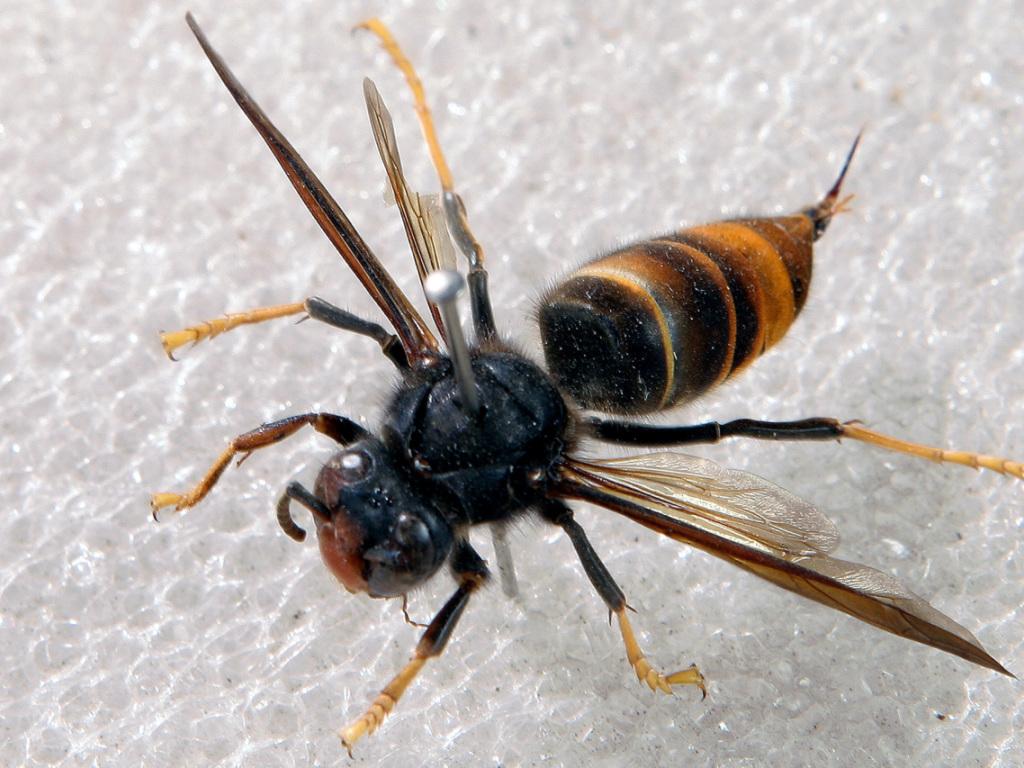 De plus en plus d'insectes exotiques nuisibles en Suisse - SWI swissinfo.ch