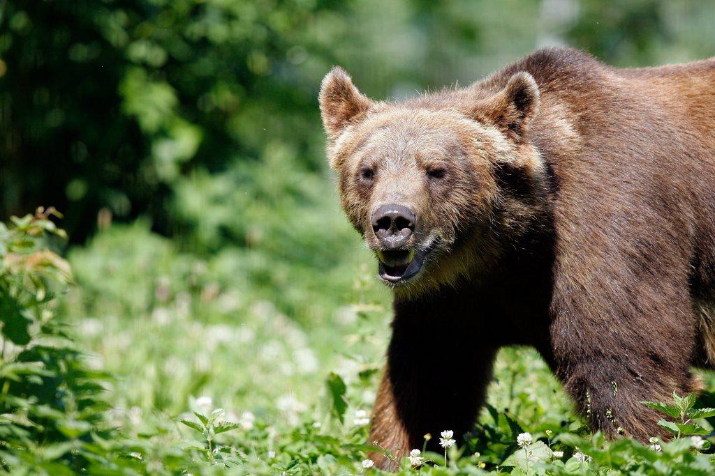 Rare bear seen again in the Bern area - SWI swissinfo.ch