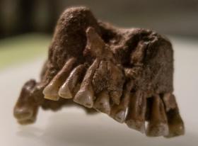 Meet a Neanderthal woman from one of Europe’s oldest cave sites - SWI ...