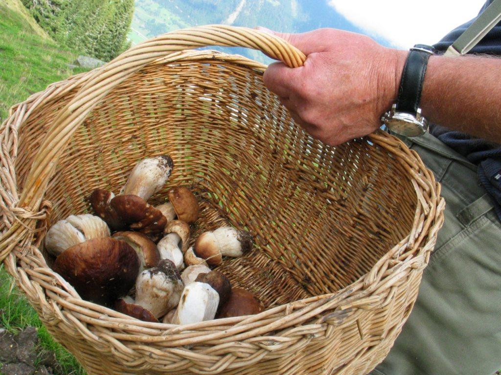 Le manque de pluie empoisonne la vie des champignons - SWI swissinfo.ch
