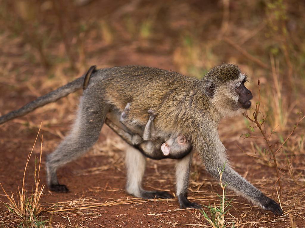 Les singes mâles sont flexibles et les femelles conservatrices - SWI ...