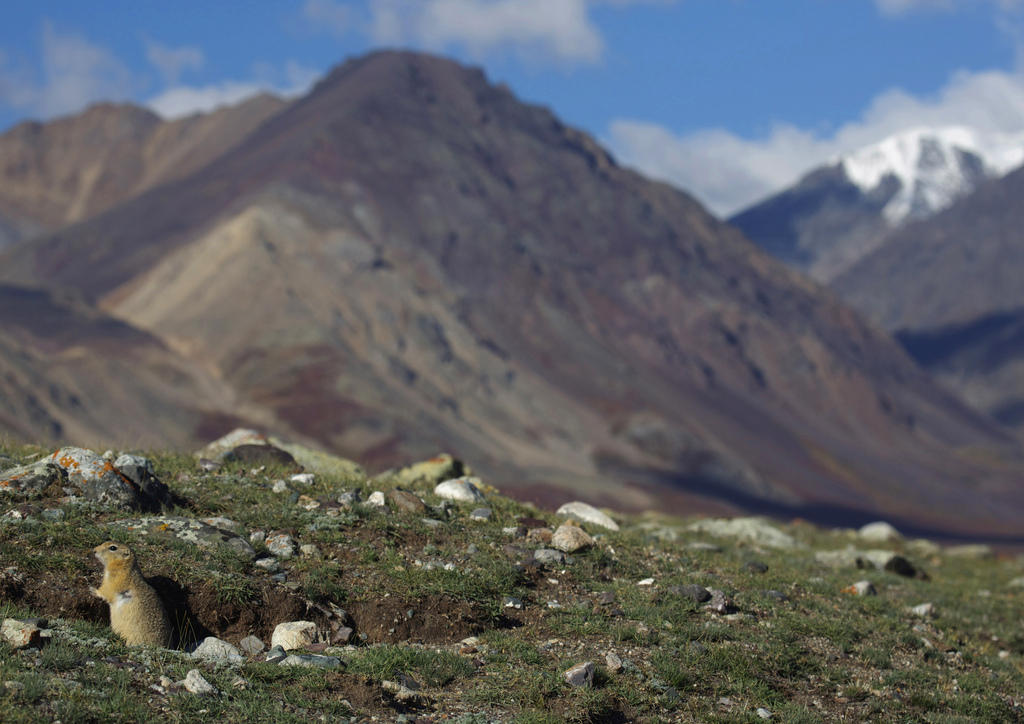 Rising temperatures lead to new plant species in tundra - SWI swissinfo.ch