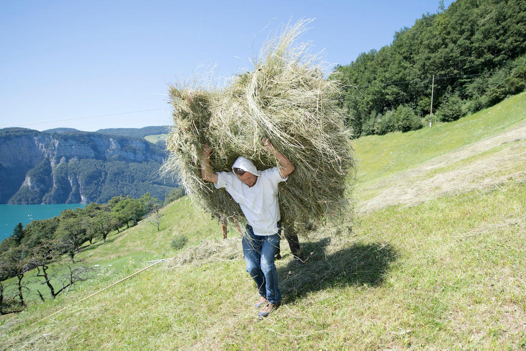 Swiss hay imports peak as dry conditions persist - SWI swissinfo.ch