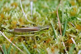 The endangered insects that we never see - SWI swissinfo.ch