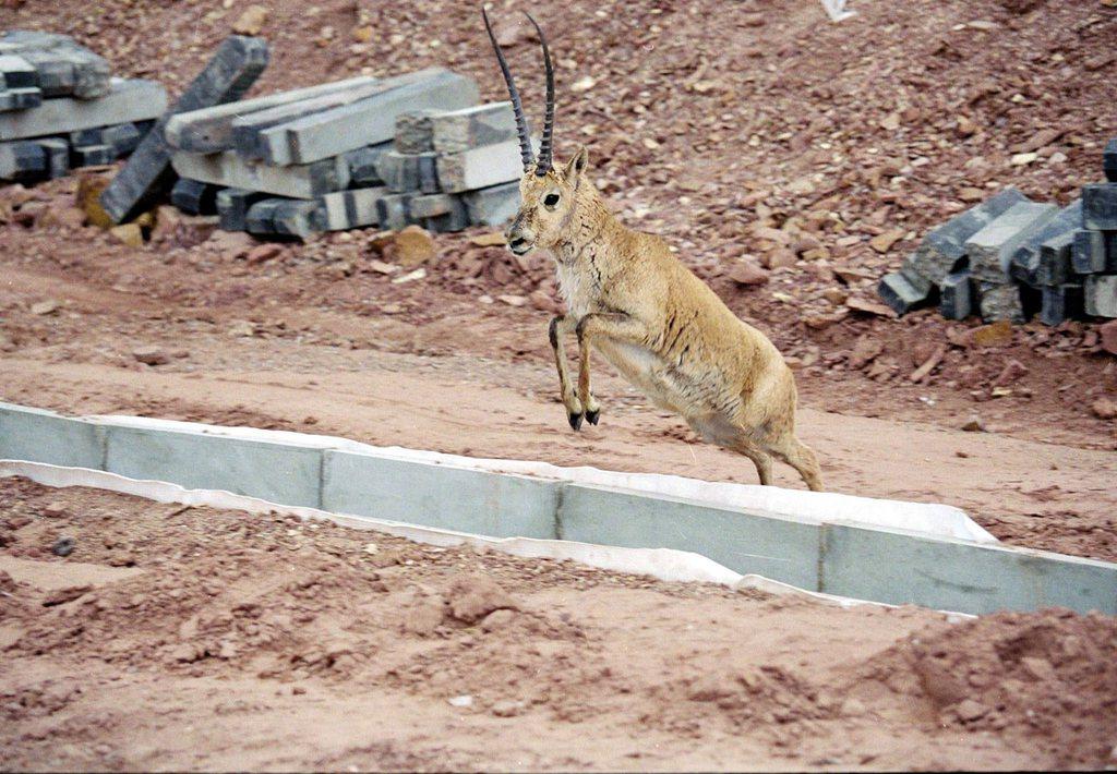 Indian smuggling Shahtoosh shawls caught in Switzerland - SWI swissinfo.ch