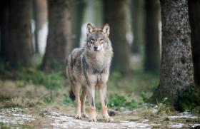 Alpine wolves show scant signs of cross-breeding with dogs - SWI ...