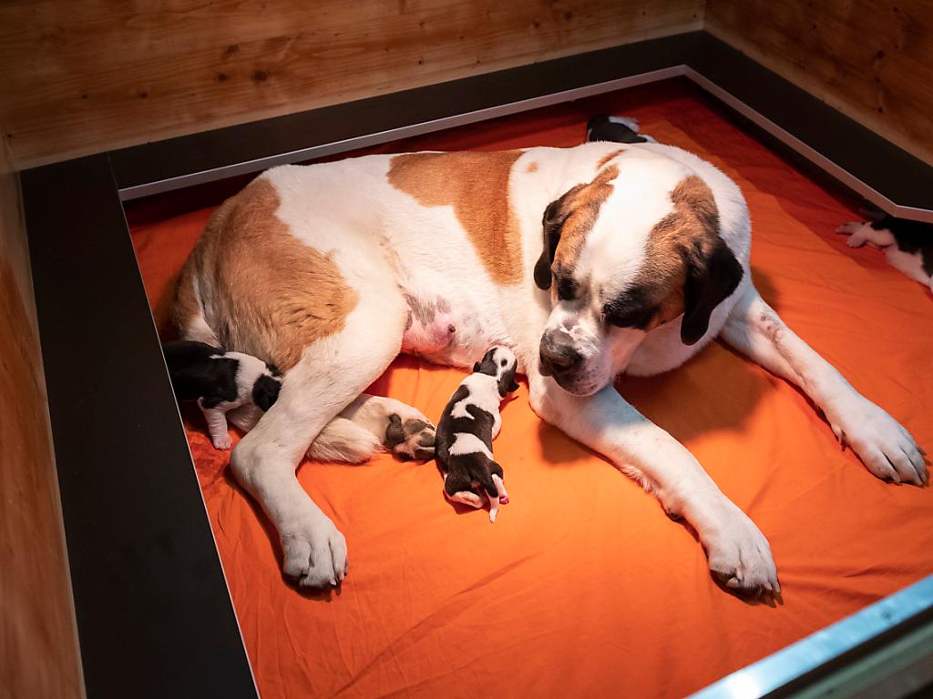 Sieben Bernhardiner-Welpen im Barrylandmuseum geboren - SWI swissinfo.ch