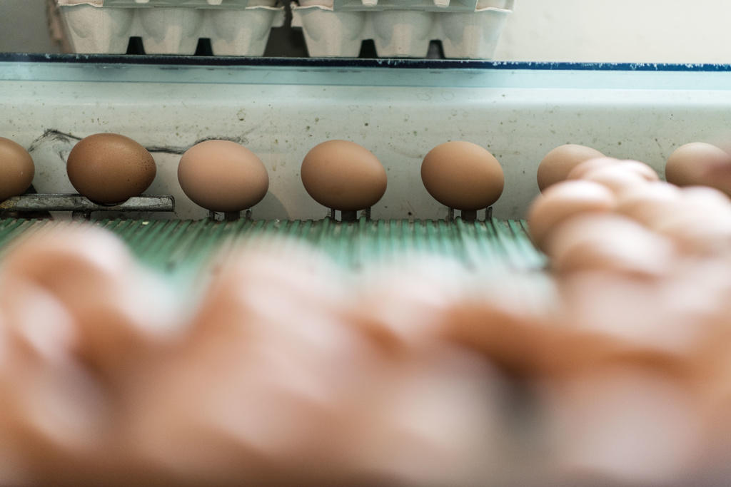 Egg production keeps on rising - SWI swissinfo.ch