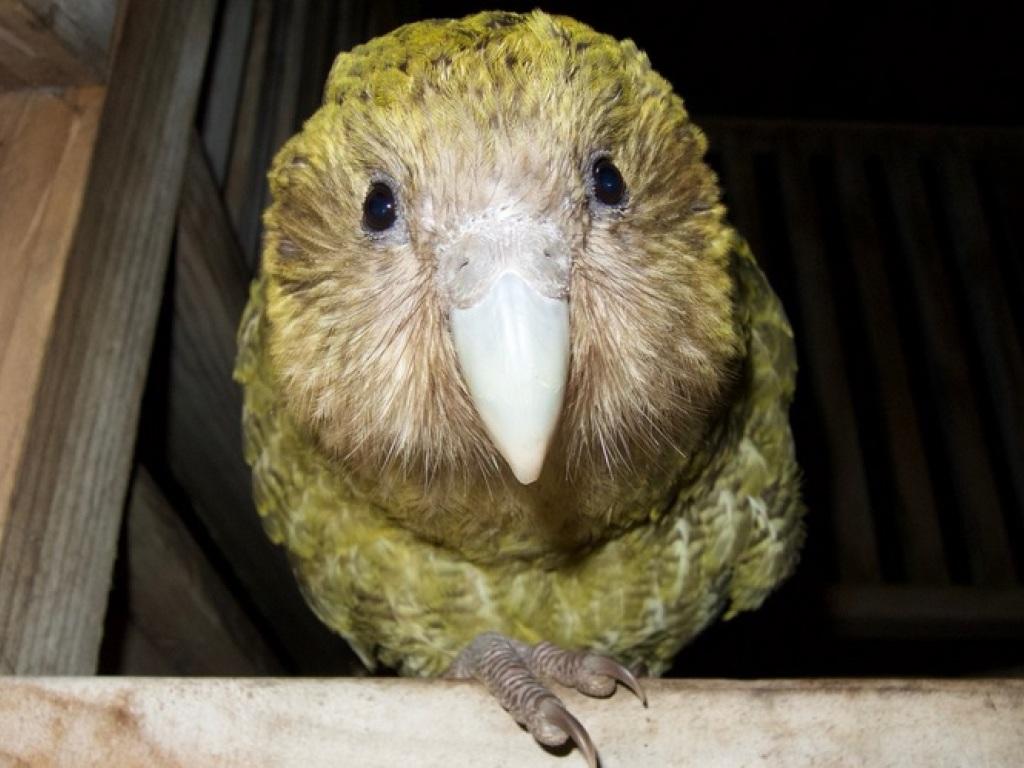 Baby Kakapo