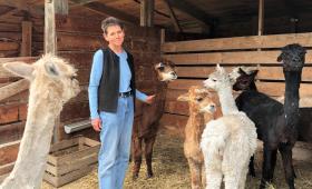 Mit der eigenen Alpaka-Herde die Freiheit geniessen - SWI swissinfo.ch