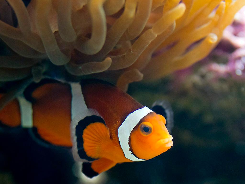 Lichtverschmutzung bedroht Fortpflanzung der Clownfische - SWI swissinfo.ch