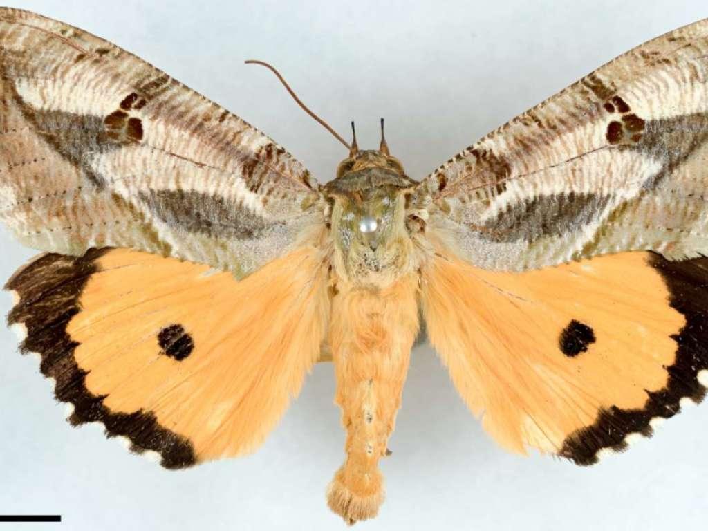 Un papillon de nuit impressionne par ses effets spéciaux - SWI swissinfo.ch