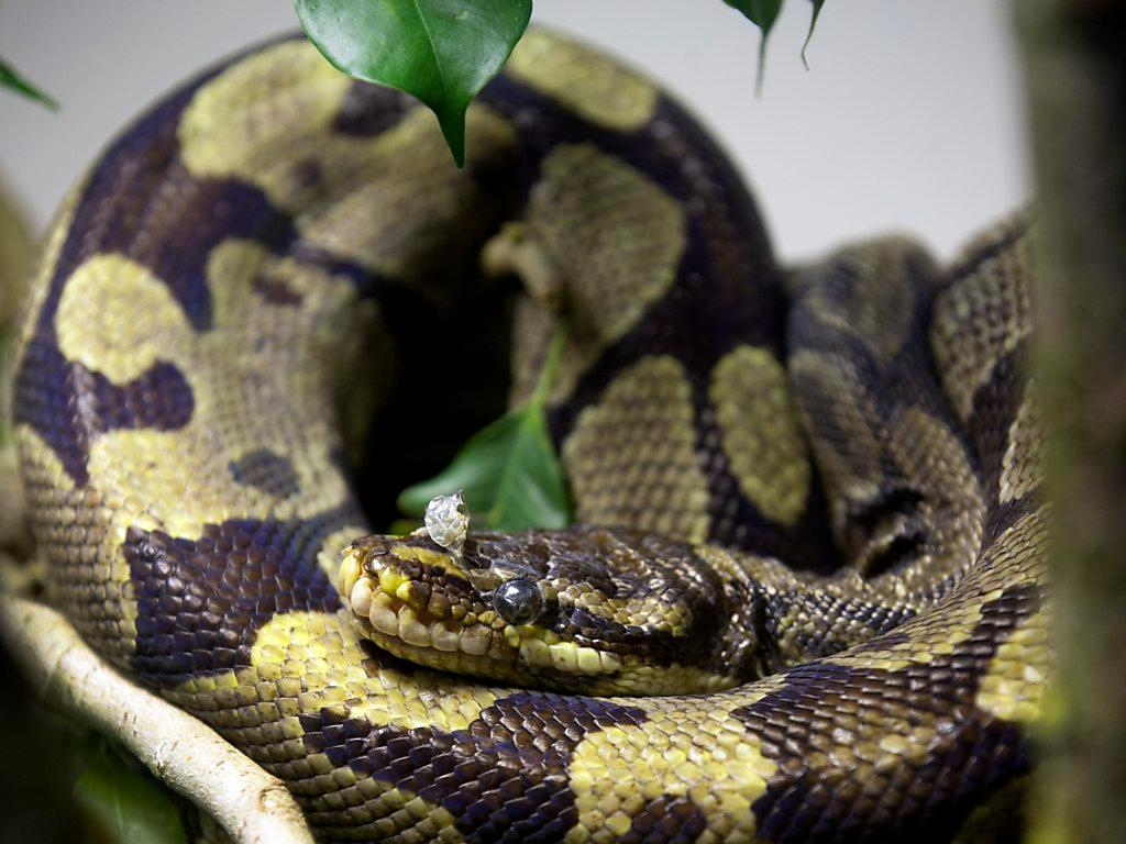 Trovano pitone reale di un metro e mezzo in giardino - SWI swissinfo.ch