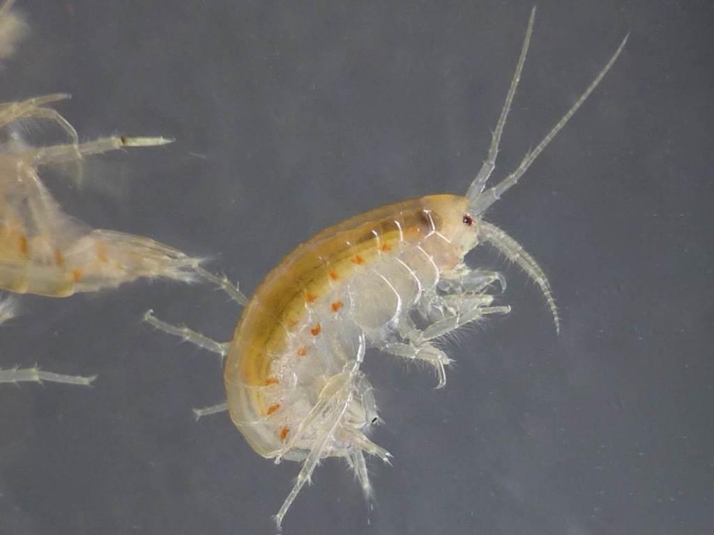 Fünf neue Flohkrebse entdeckt - SWI swissinfo.ch