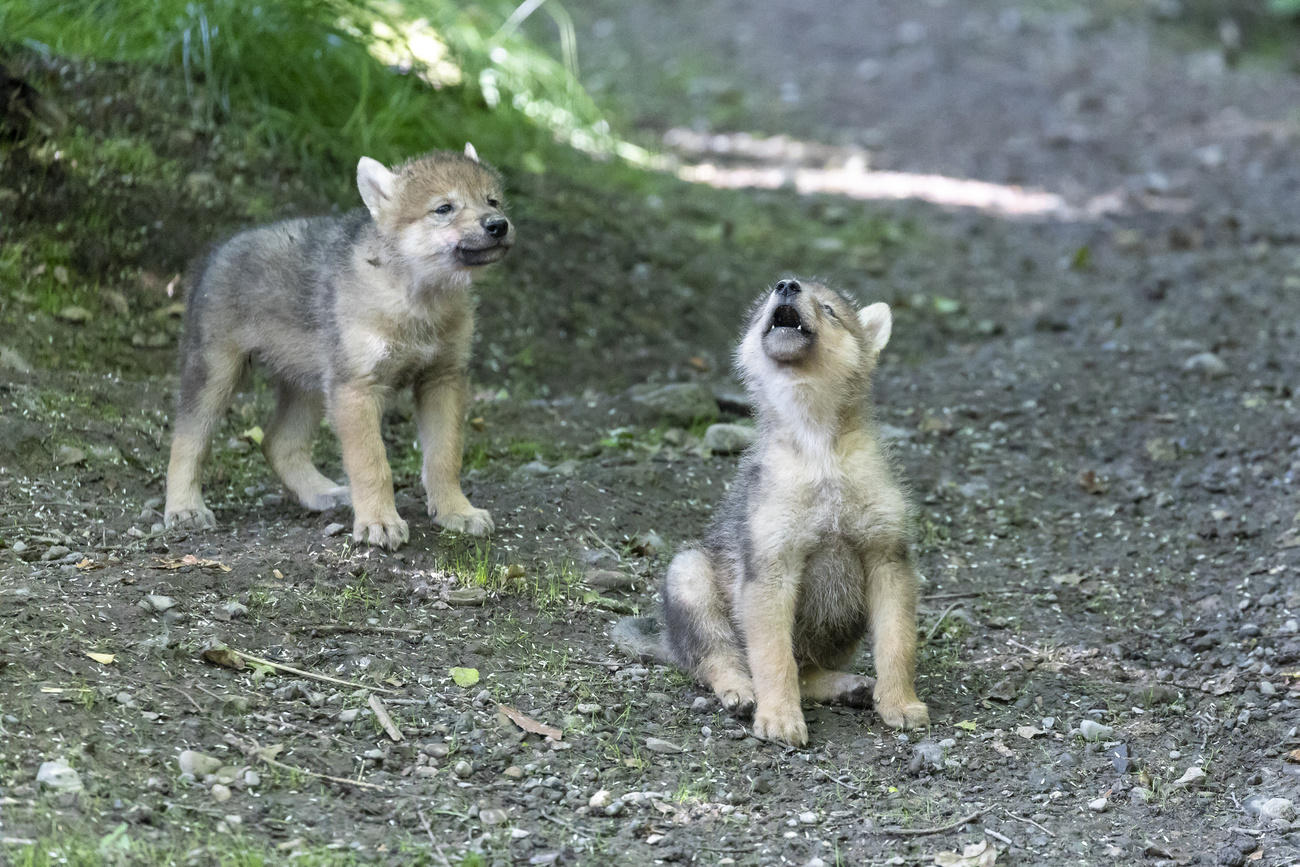 Number of wolf packs almost double in Switzerland - SWI swissinfo.ch