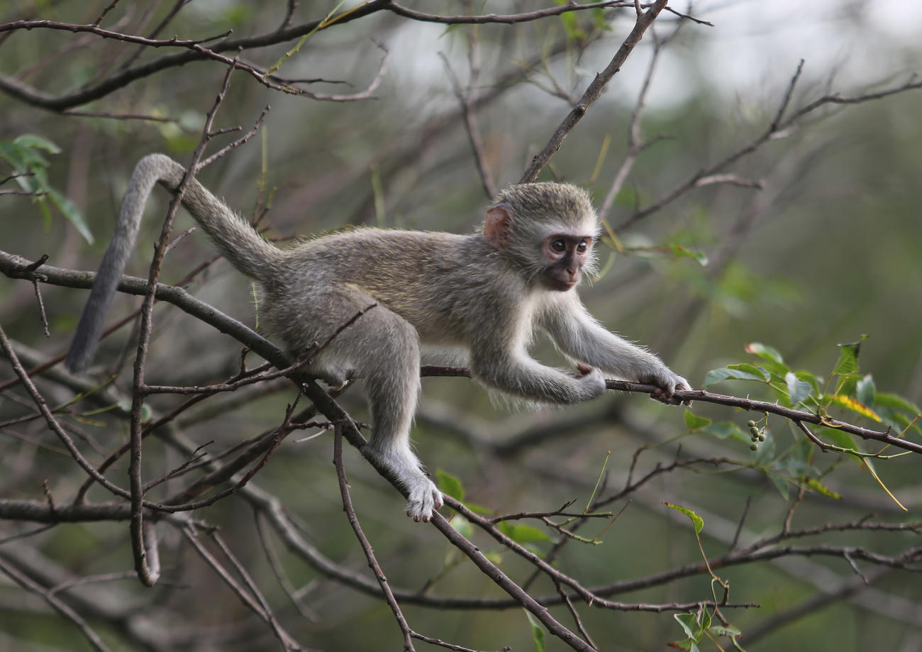 Monkeys learn from their leaders, study finds - SWI swissinfo.ch