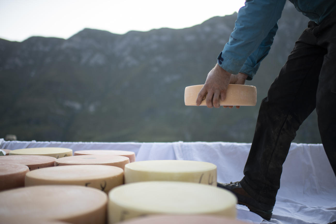 2019: a good year for Swiss cheese exports - SWI swissinfo.ch