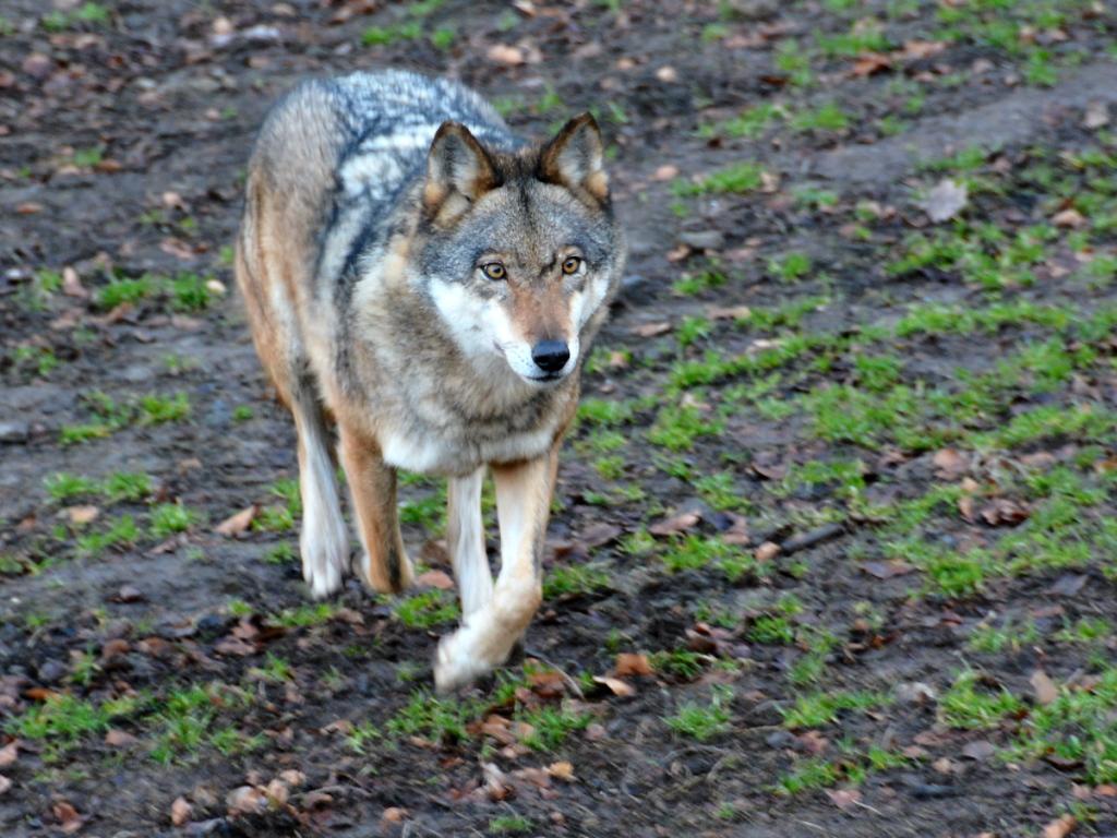 La loi sur la chasse est un bon compromis entre le loup et l'homme ...